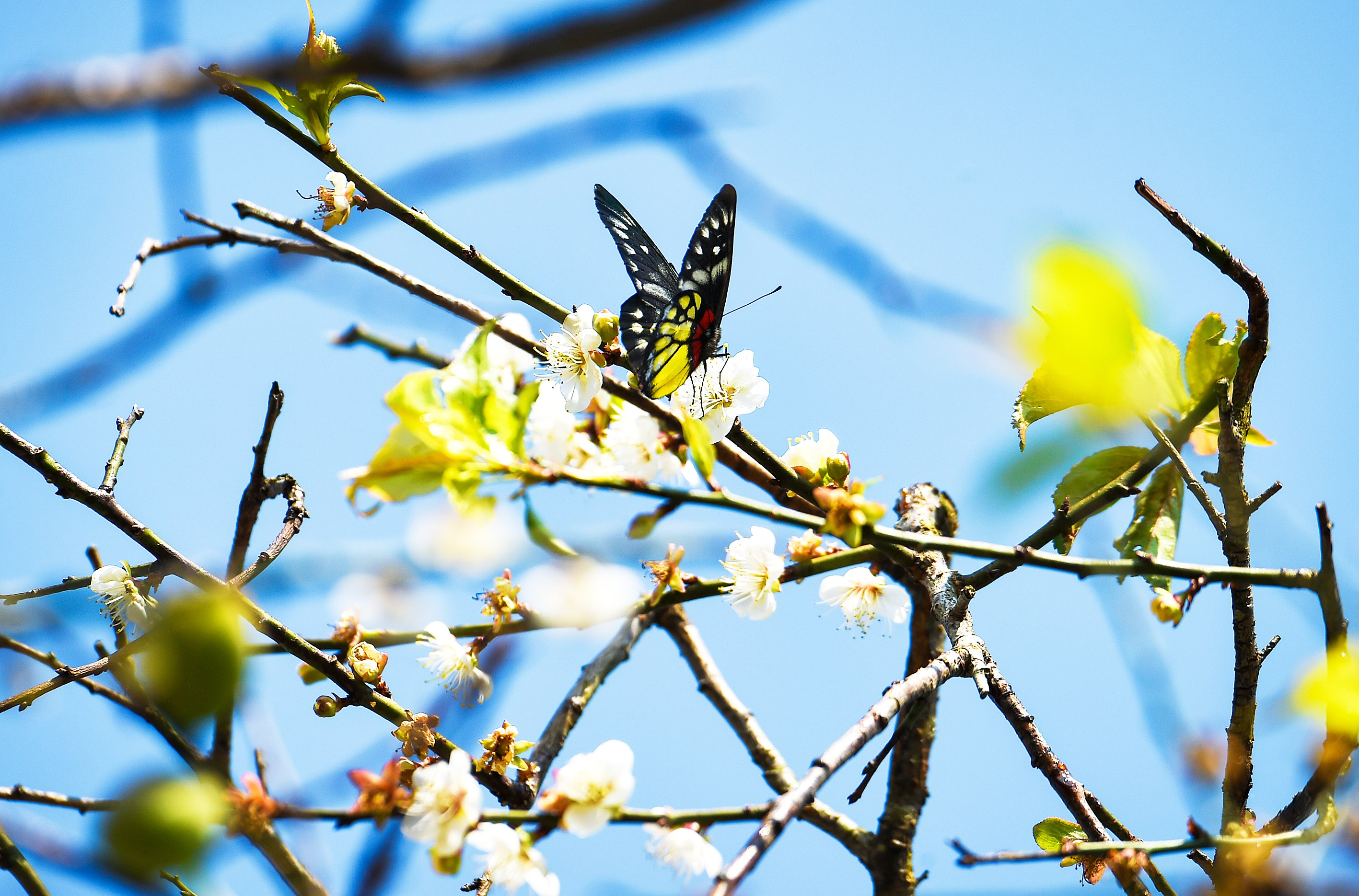冬来锦色胜春朝 千姿百媚耀绿城|南宁市_新浪财经_新浪网